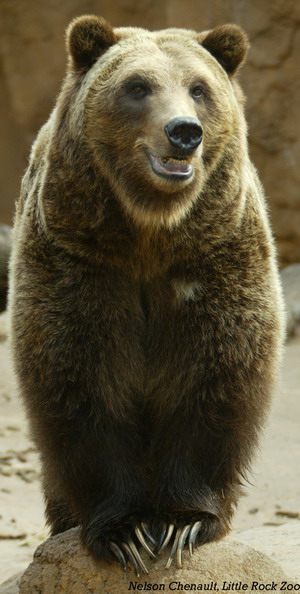Vanatoare in Romania - Studiu de caz - Ursul brun (Adrian Ciorba)