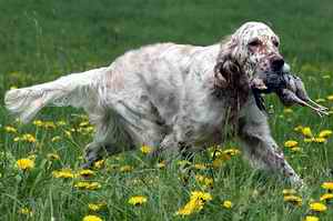 Setter englez | Caini de vanatoare